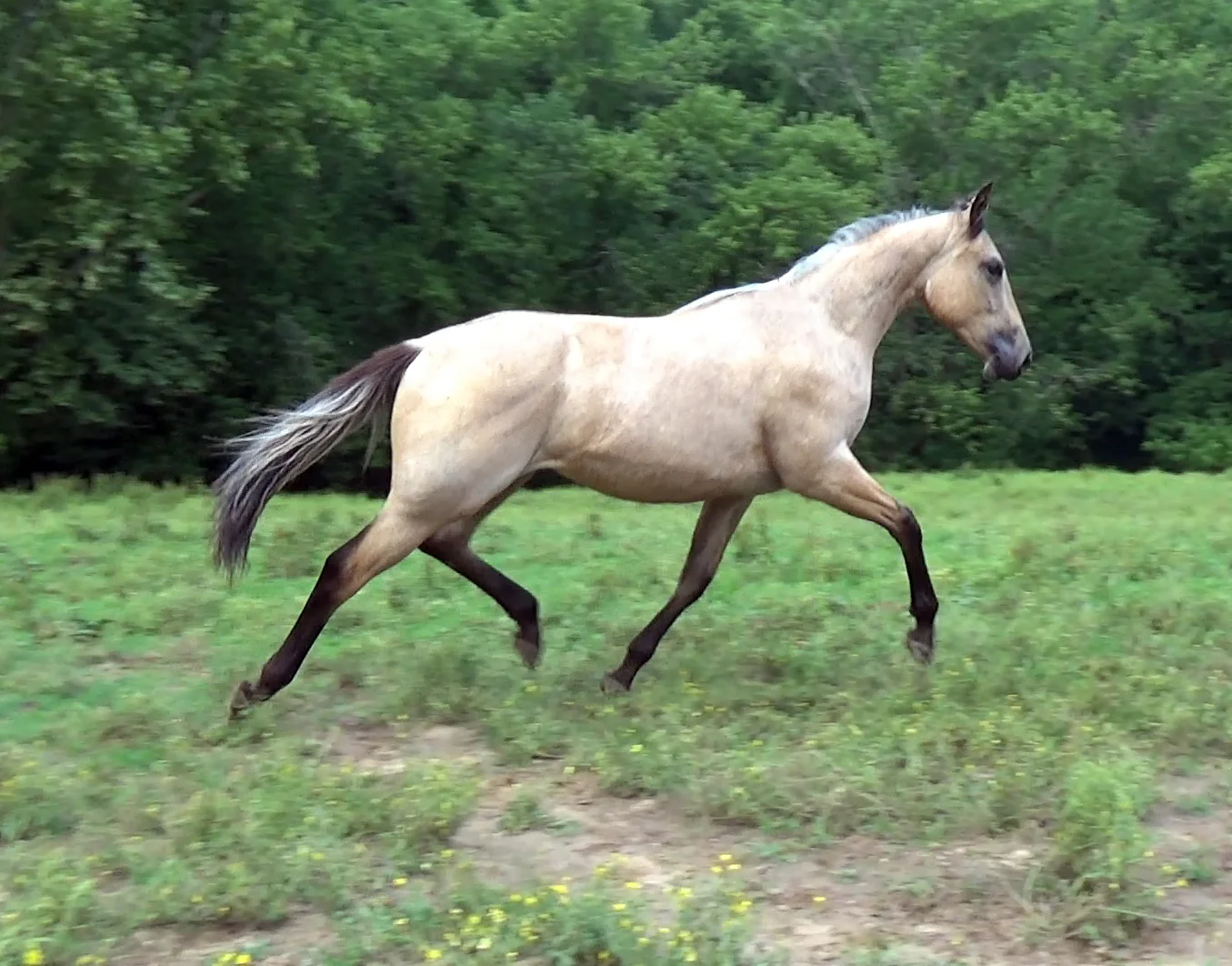 Silver Buckskin Quarter Horse