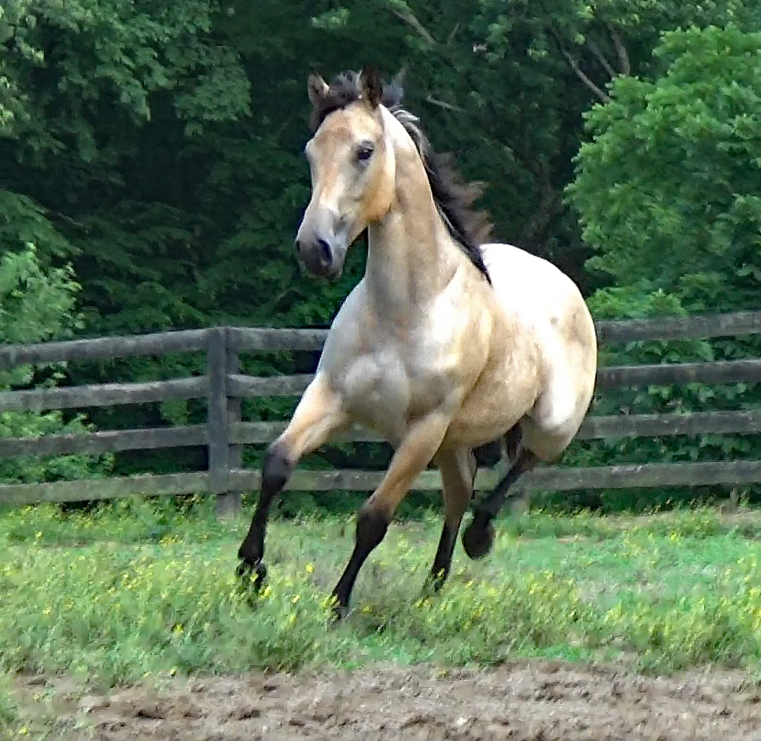 Buckskin Overo