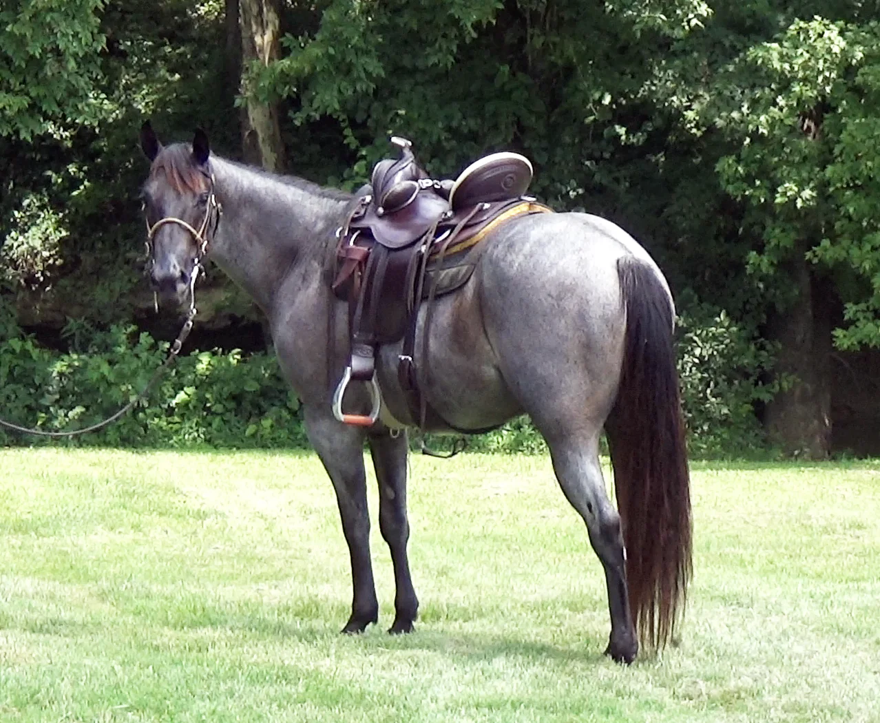 Blue Roan Quarter Horse