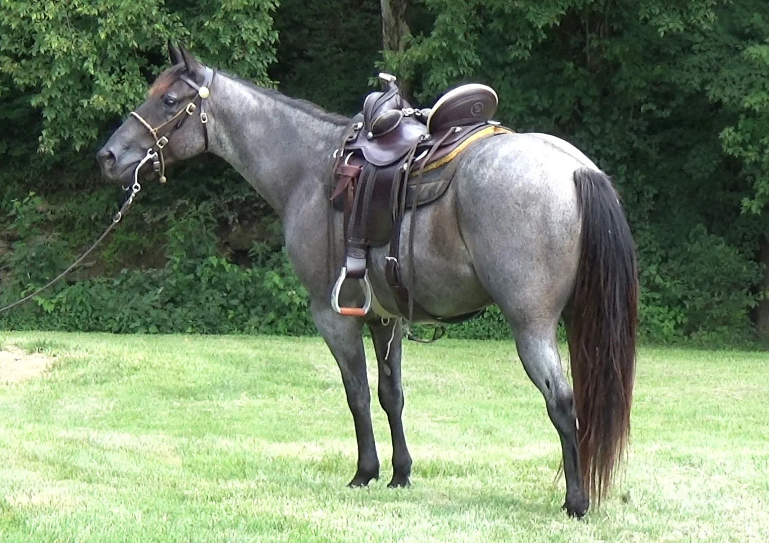 Blue Roan Quarter Horses