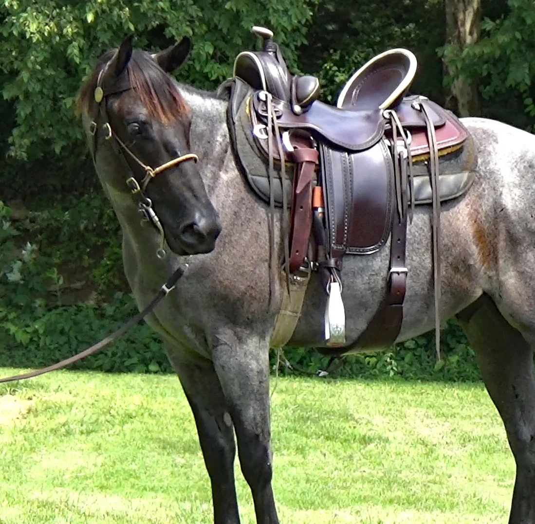 Blue Roan Horse