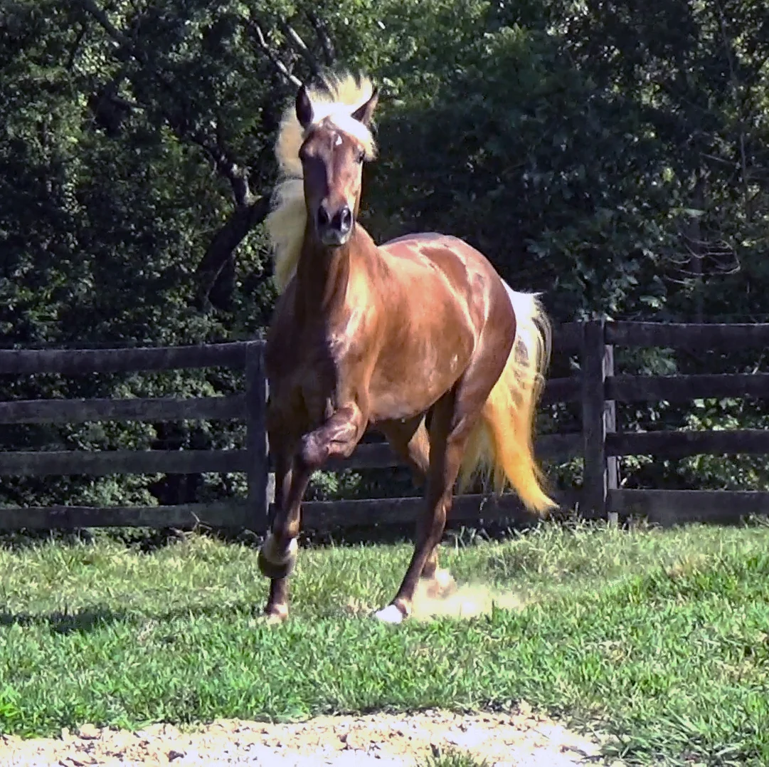 Chocolate with White Flaxen mane and tail filly. Reg Rocky Mountain ...