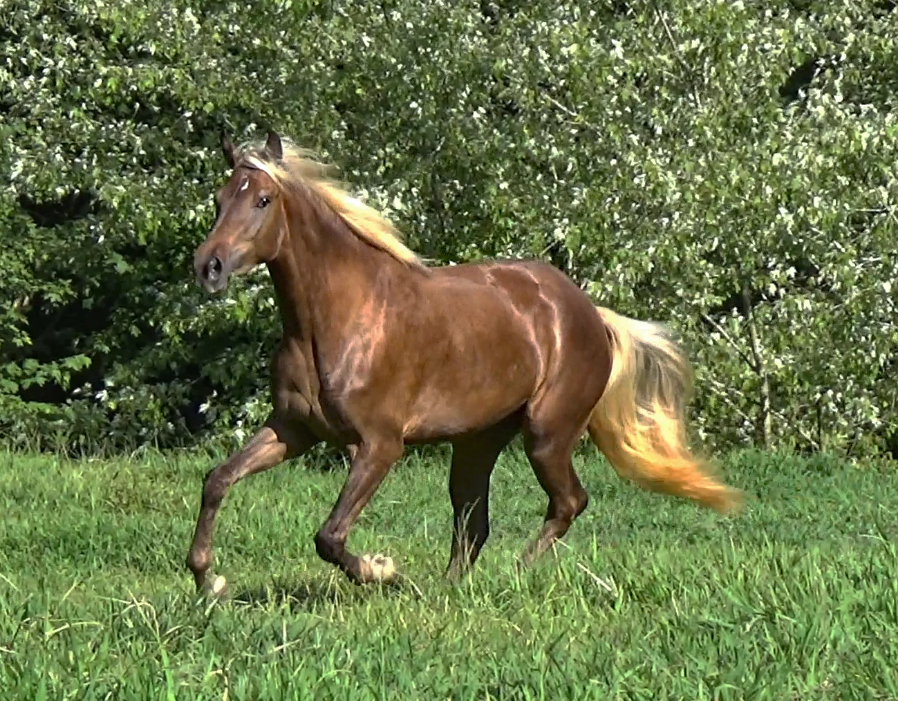 Chocolate with White Flaxen mane and tail filly. Reg Rocky Mountain ...