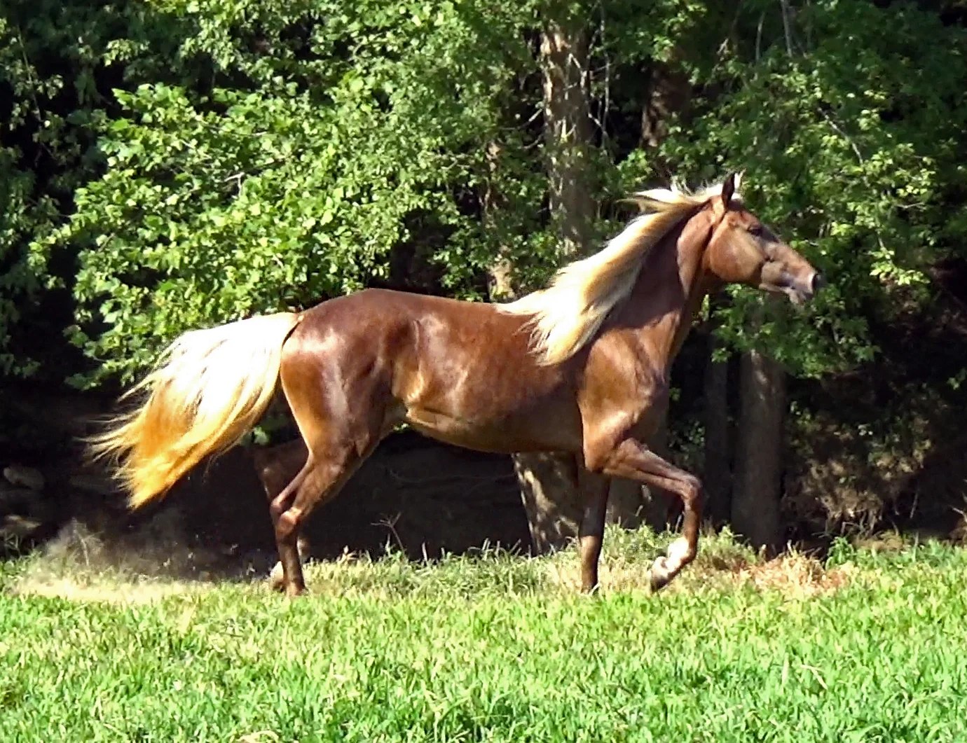 Chocolate with White Flaxen mane and tail filly. Reg Rocky Mountain ...