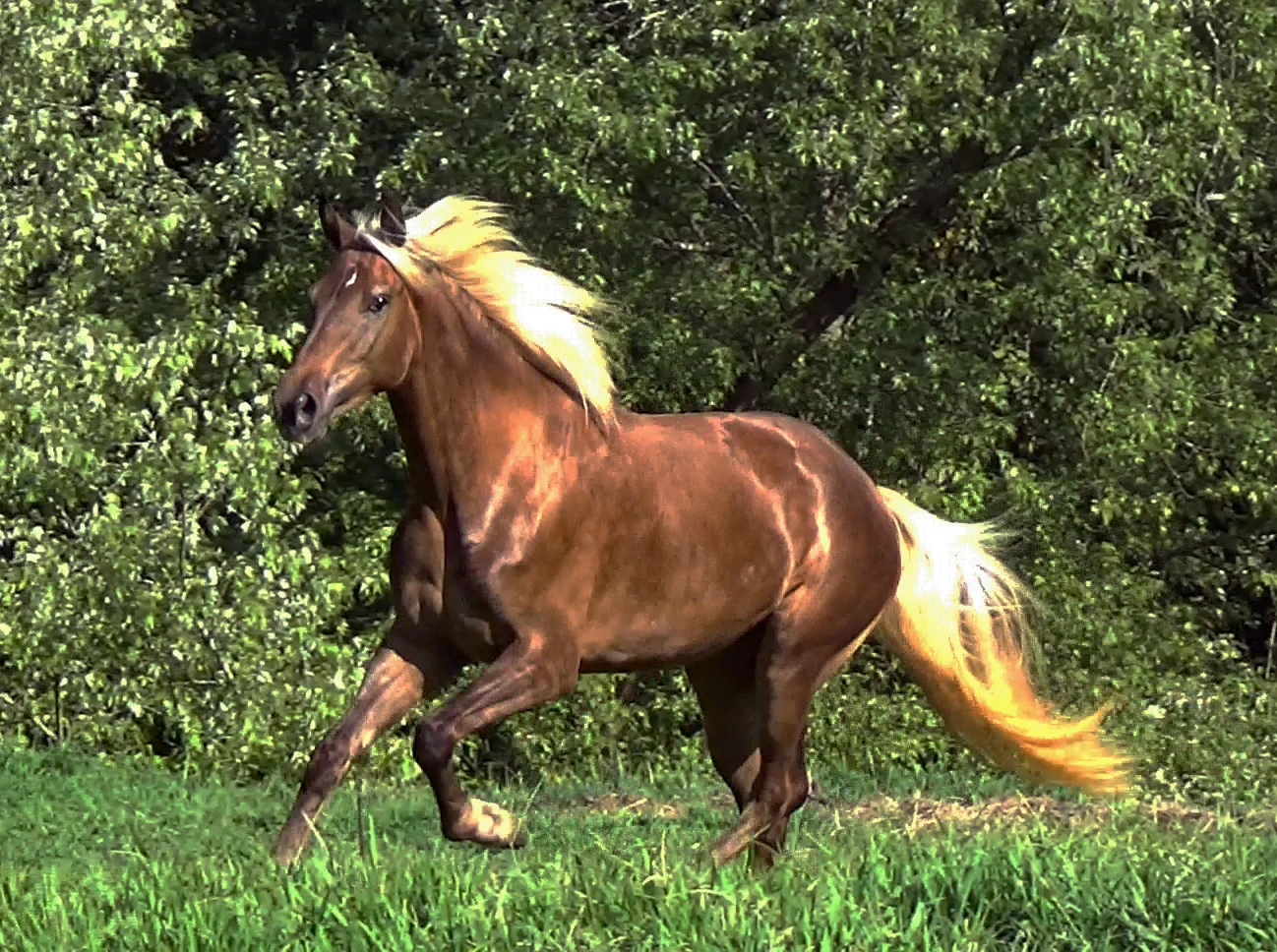 Chocolate with White Flaxen mane and tail filly. Reg Rocky Mountain ...