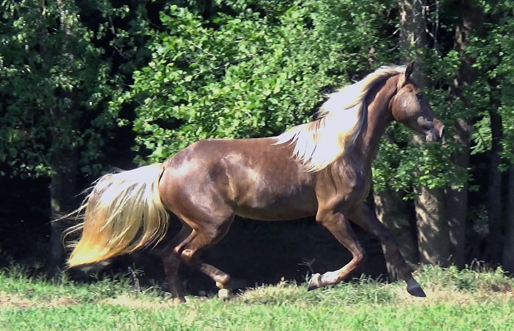 Chocolate with White Flaxen mane and tail filly. Reg Rocky Mountain ...