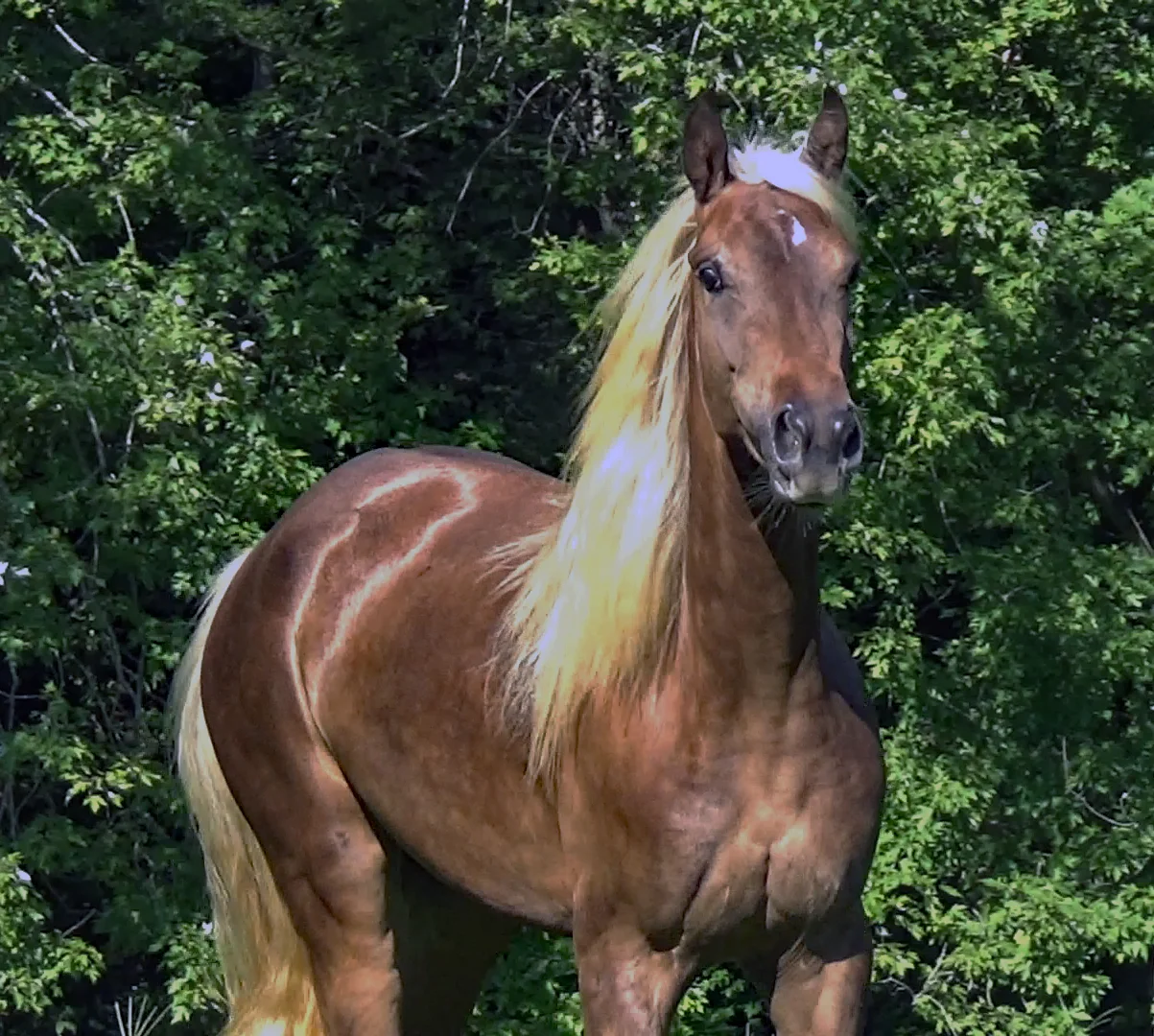 Chocolate with White Flaxen mane and tail filly. Reg Rocky Mountain ...
