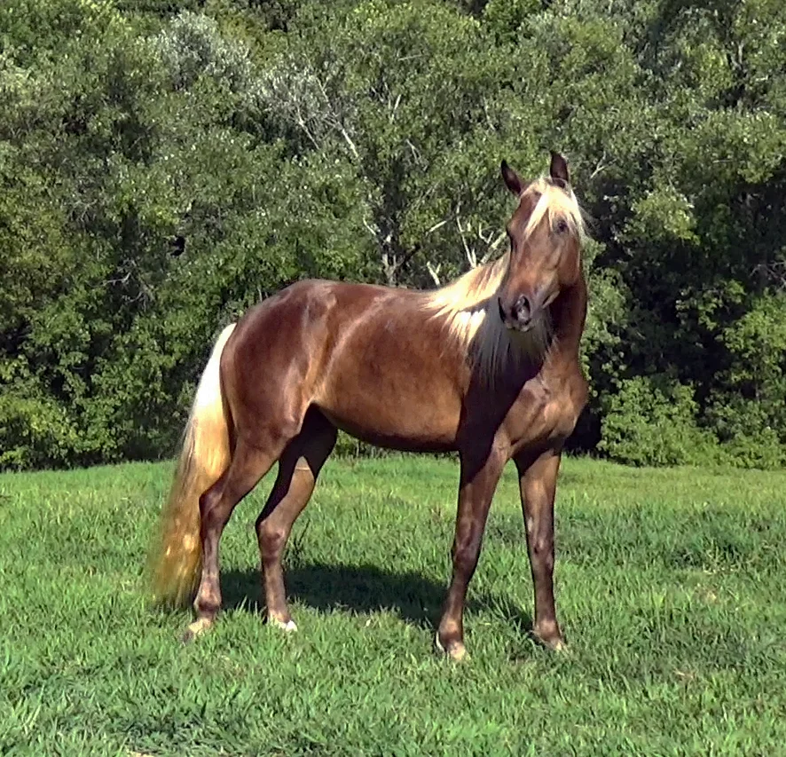 Chocolate with White Flaxen mane and tail filly. Reg Rocky Mountain ...