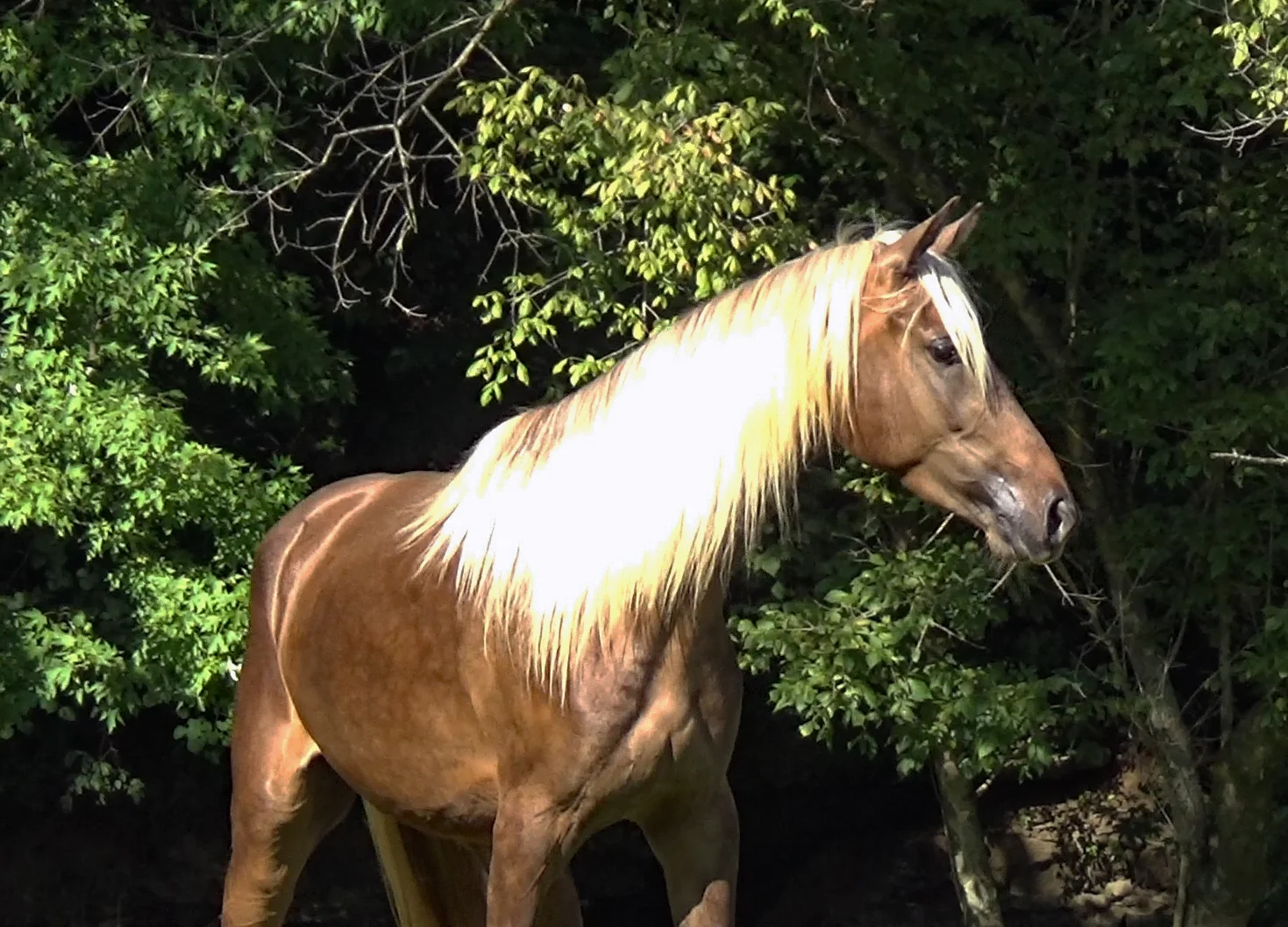 Chocolate Flax Horse