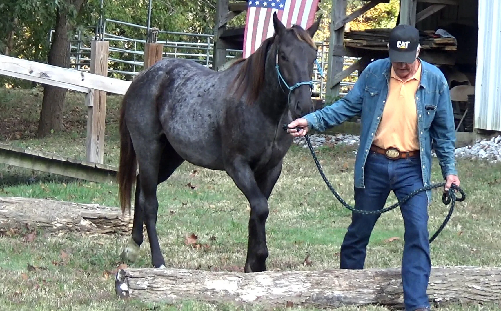 Blue Roan Quarter Horse Jumping