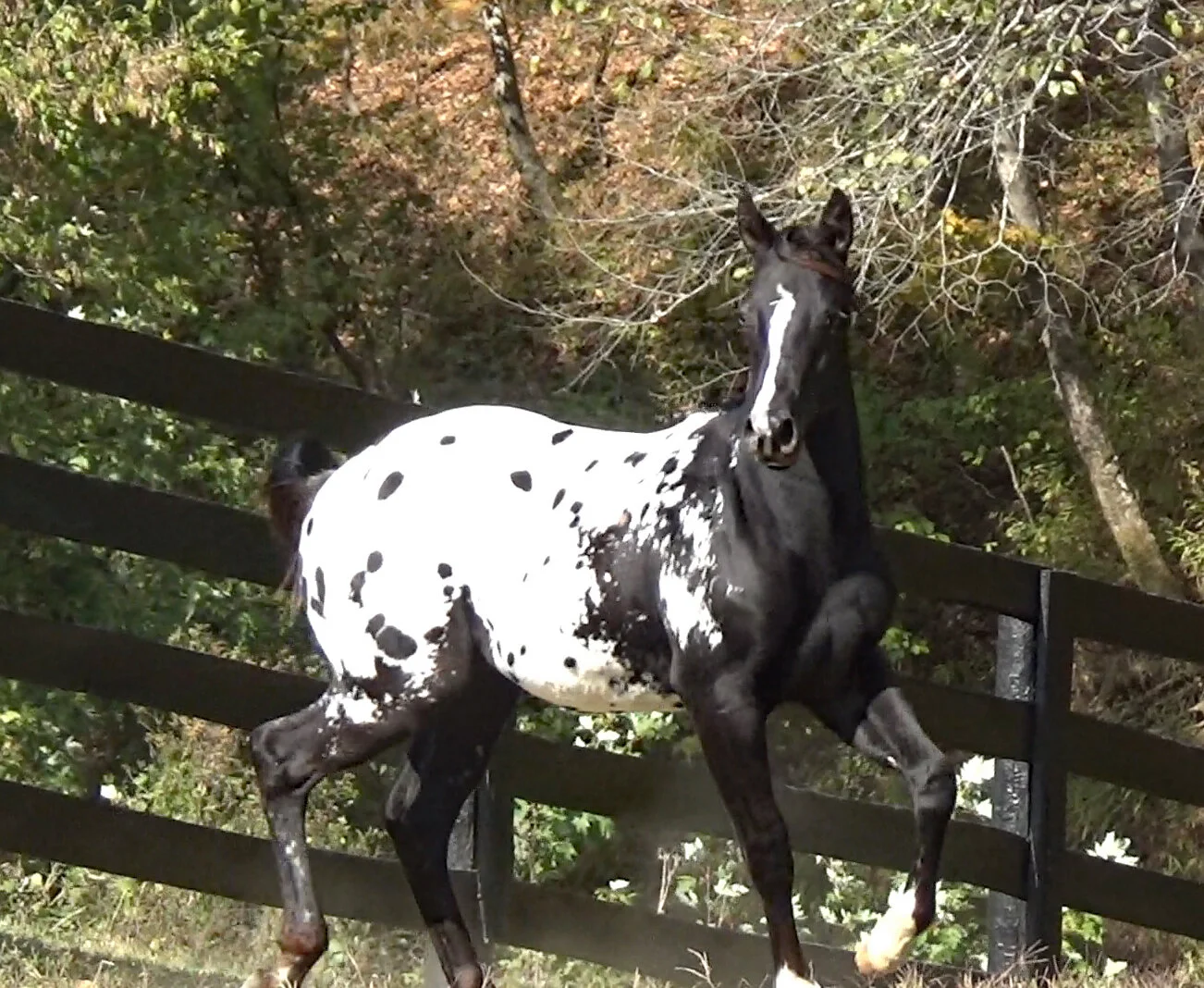 Black with blanket, ApHC Colt at Horse of your dreams — Horse Of Your ...