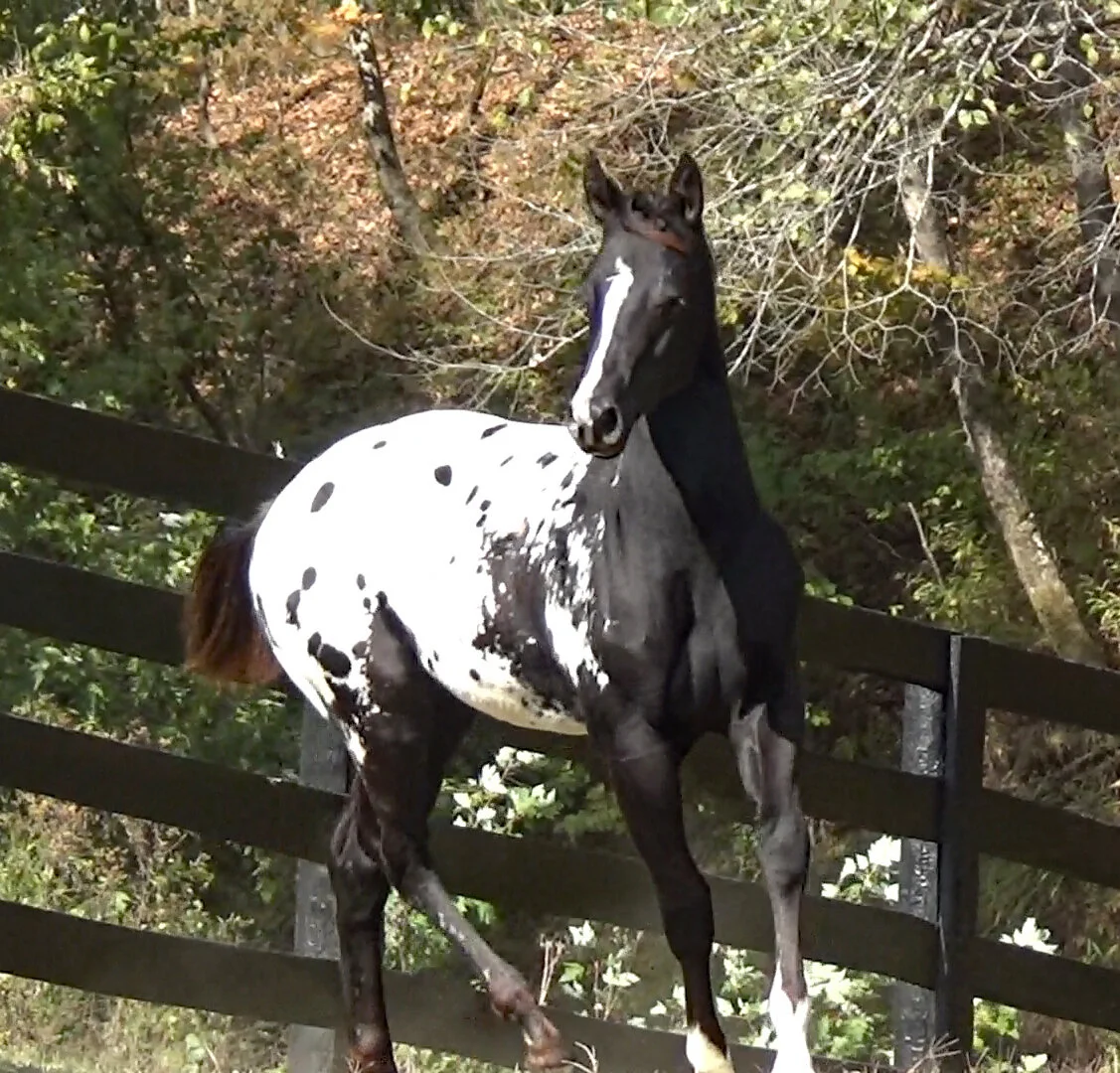 Black with blanket, ApHC Colt at Horse of your dreams — Horse Of Your ...