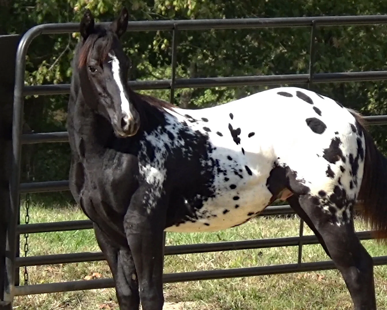 Black Appaloosa