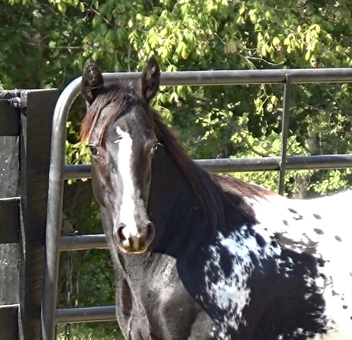 Black with blanket, ApHC Colt at Horse of your dreams — Horse Of Your ...