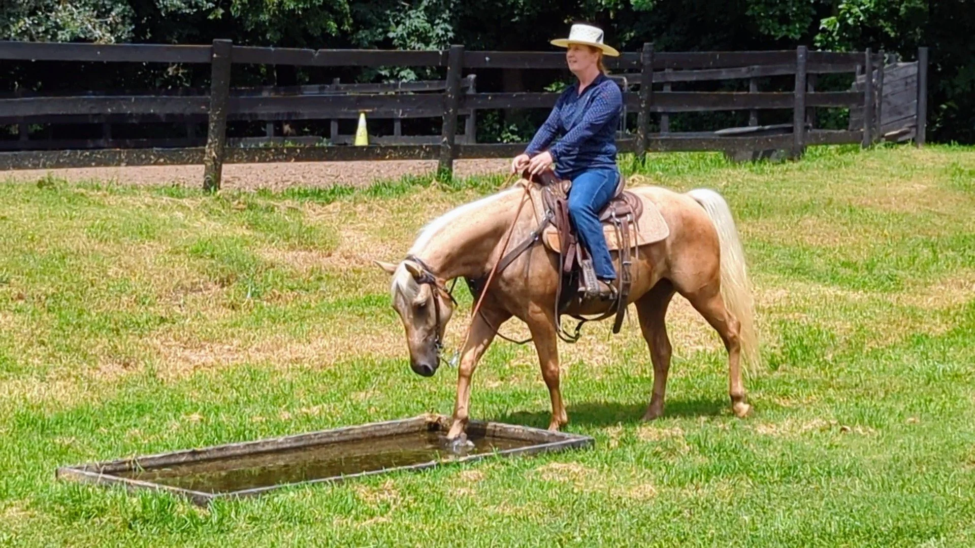 2018 Palomino AQHA Gelding. Fun trail horse. — Horse Of Your Dreams