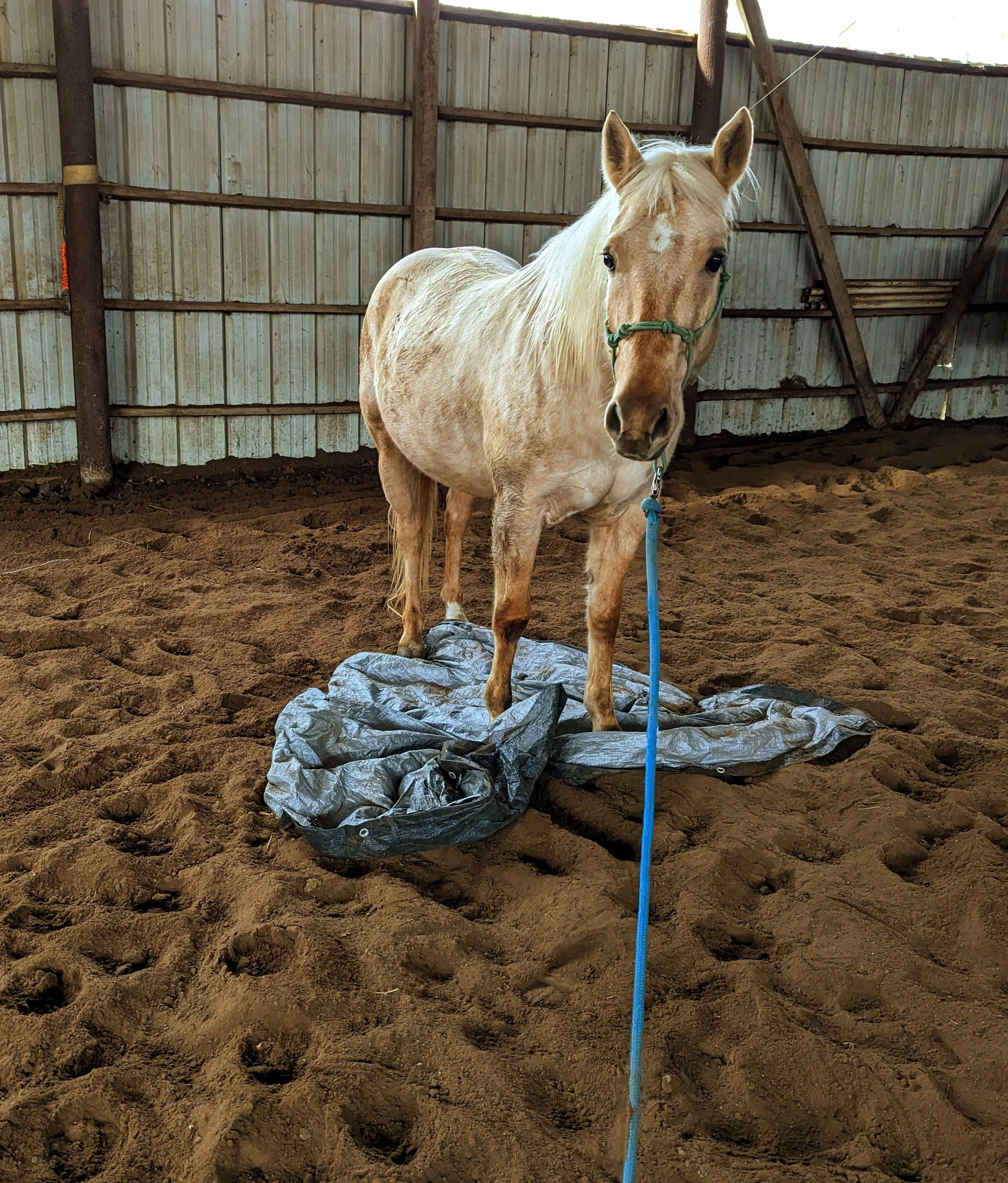 2018 Palomino AQHA Gelding. Fun trail horse. — Horse Of Your Dreams