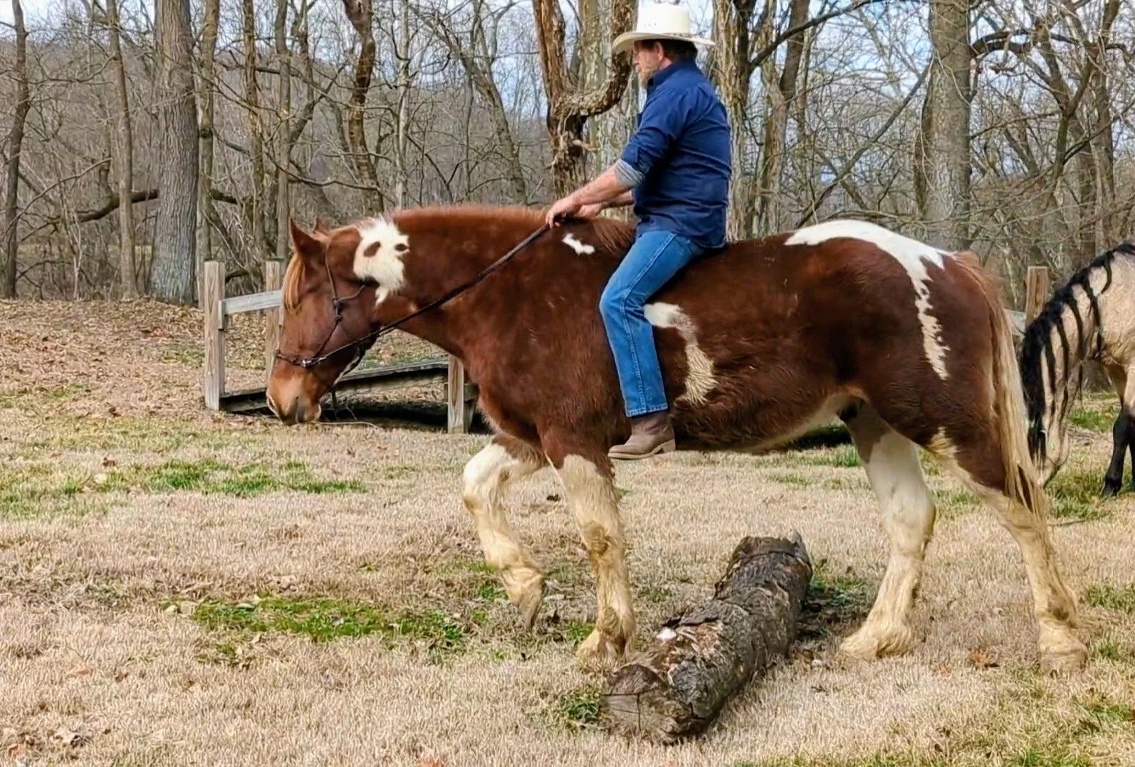 2020 Spotted Draft Cross Gelding. Ultimate Trail Horse. — Horse Of Your Dreams