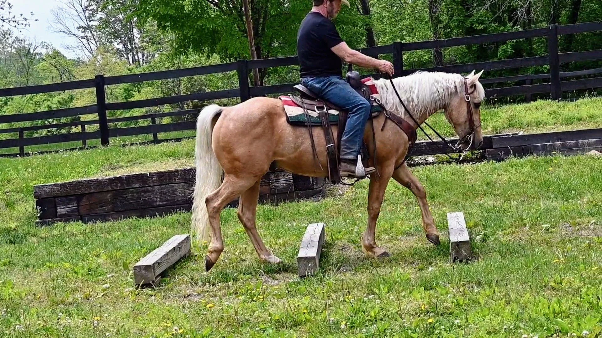 2018 Palomino AQHA Gelding. Fun trail horse. — Horse Of Your Dreams