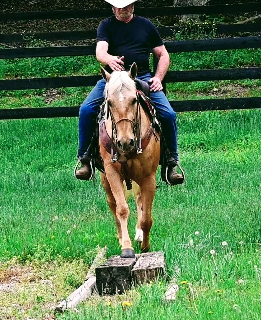 2018 Palomino AQHA Gelding. Fun trail horse. — Horse Of Your Dreams