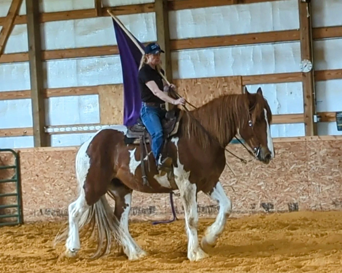 2020 Spotted Draft Cross Gelding. Ultimate Trail Horse. — Horse Of Your ...