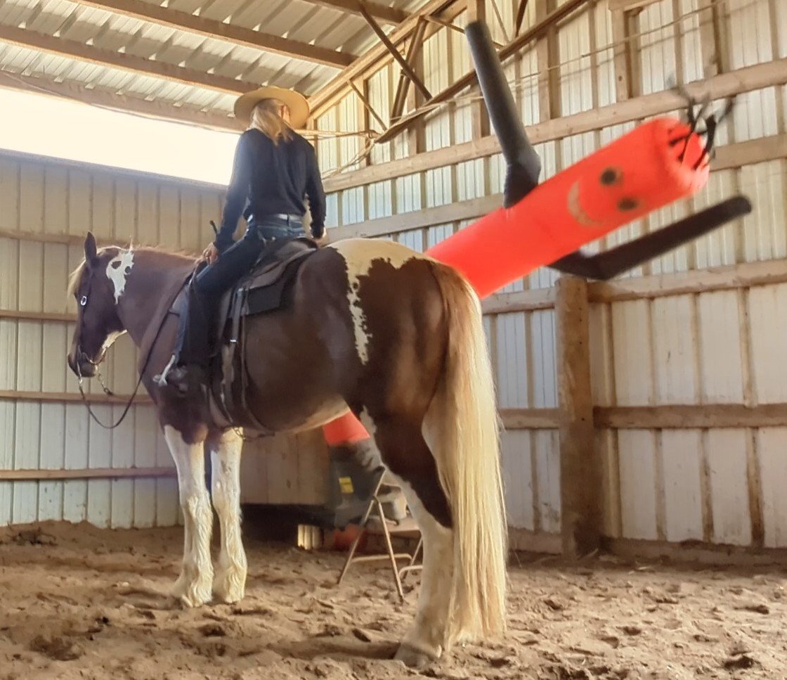 2020 Spotted Draft Cross Gelding. Ultimate Trail Horse. — Horse Of Your ...