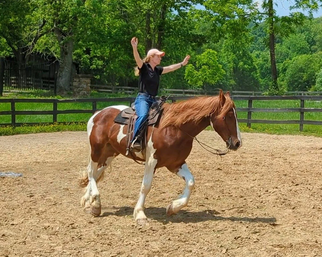 2020 Spotted Draft Cross Gelding. Ultimate Trail Horse. — Horse Of Your Dreams