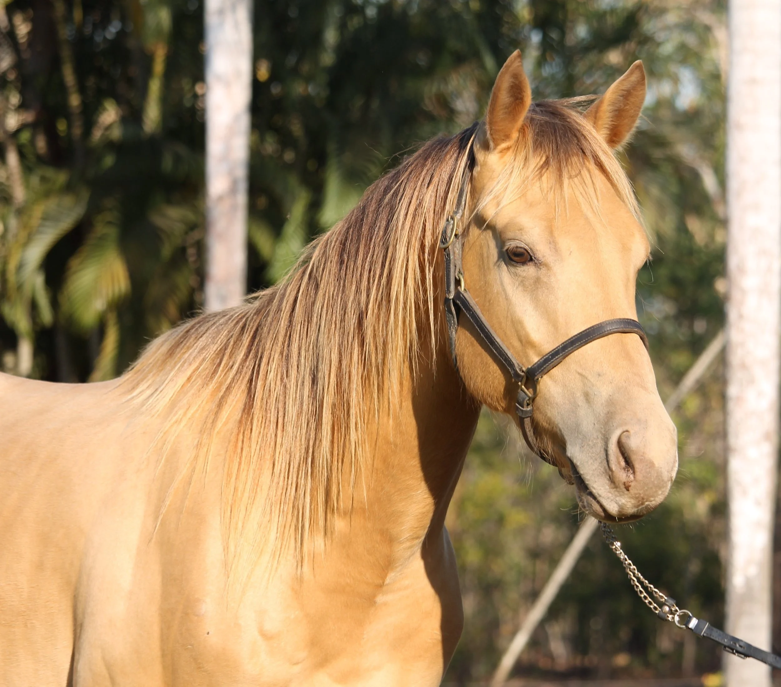 SOLD SILVER PARK CAJUN TRAIL — NT QUARTER HORSE & PAINT HORSE STUD