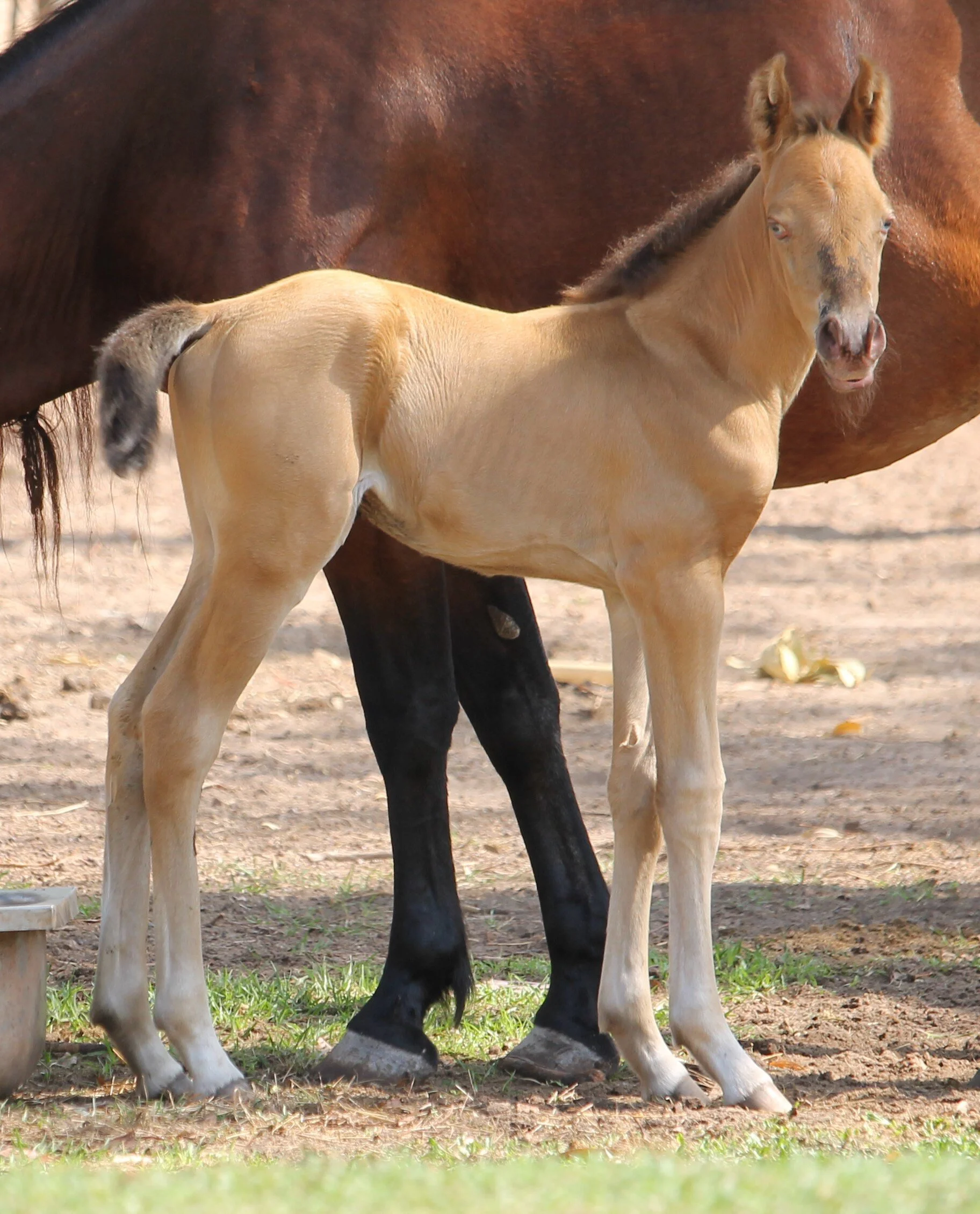 SOLD HC GOLDEN TOUCHDOWN — NT QUARTER HORSE & PAINT HORSE STUD