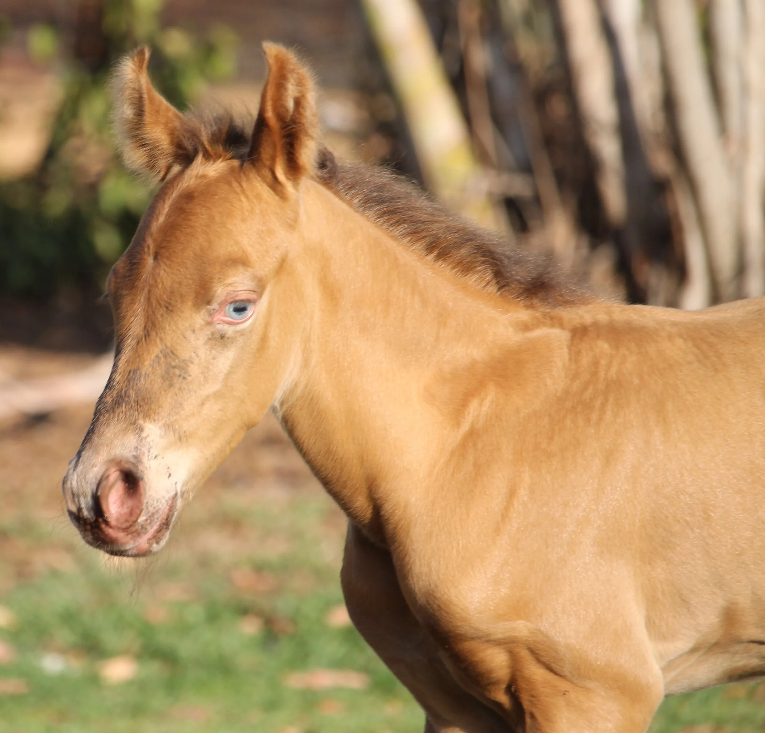 SOLD HC GOLDEN TOUCHDOWN — NT QUARTER HORSE & PAINT HORSE STUD
