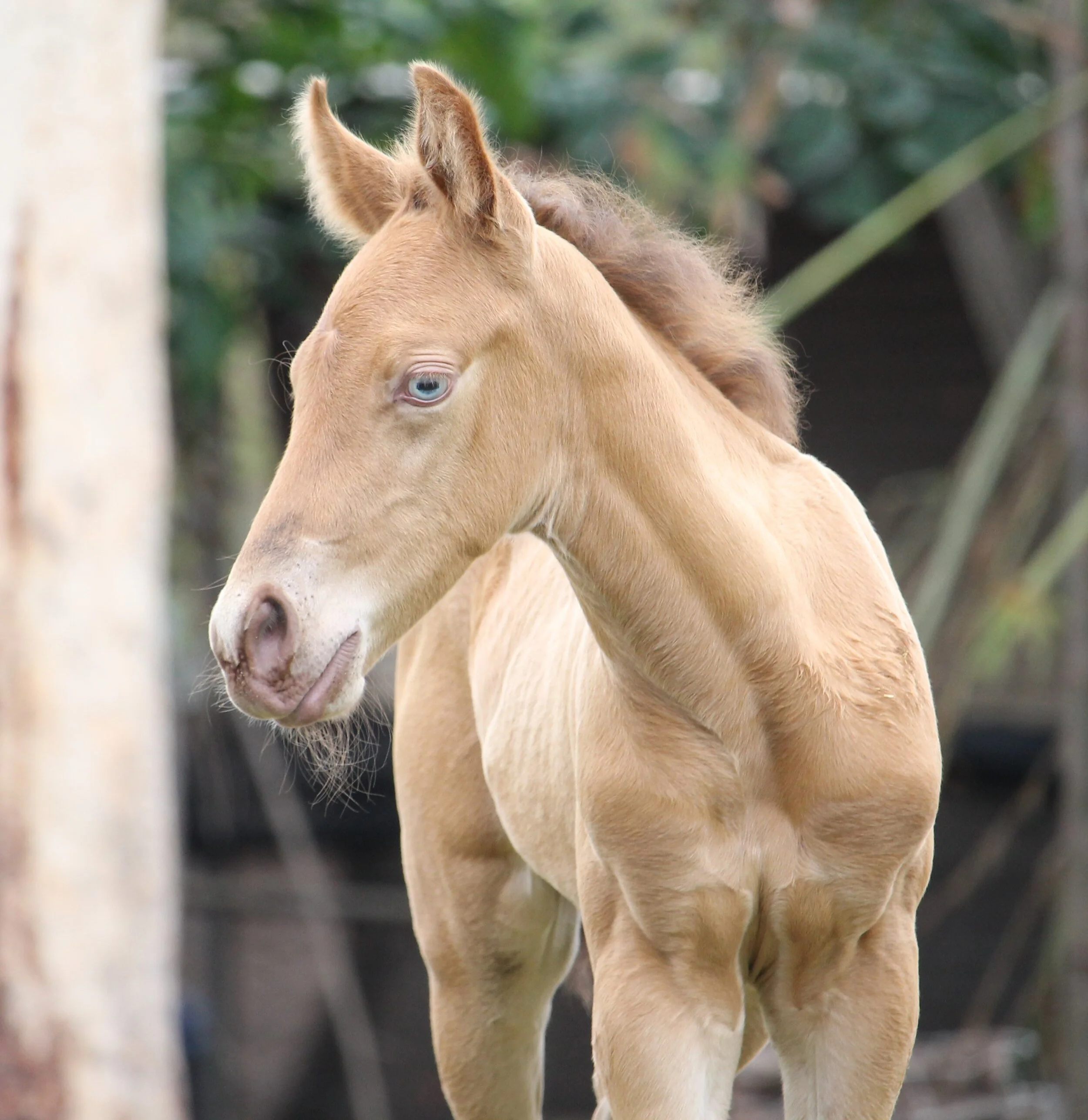 SOLD HC GOLDEN TOUCHDOWN — NT QUARTER HORSE & PAINT HORSE STUD