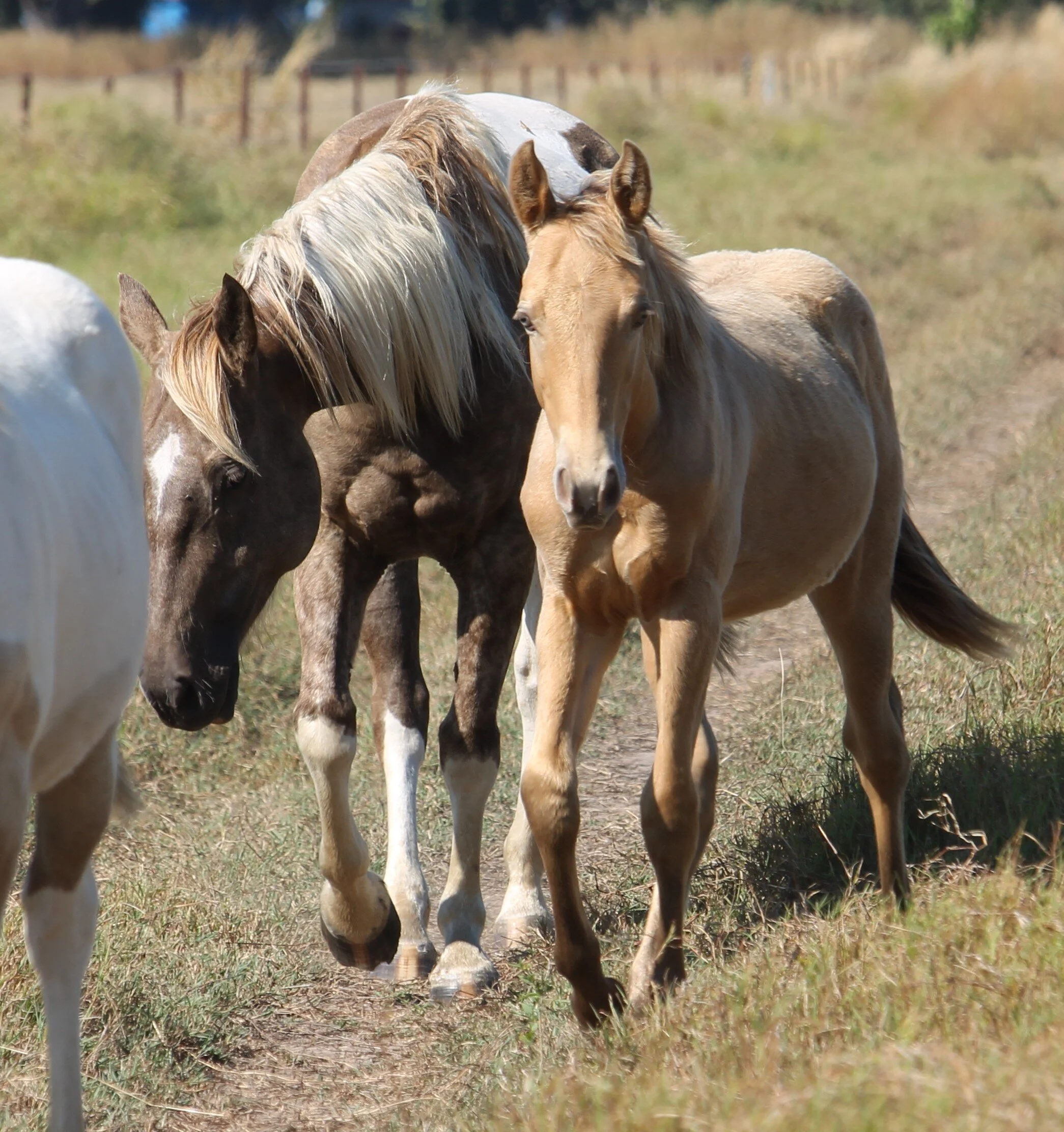 SOLD HC GOLDEN TOUCHDOWN — NT QUARTER HORSE & PAINT HORSE STUD