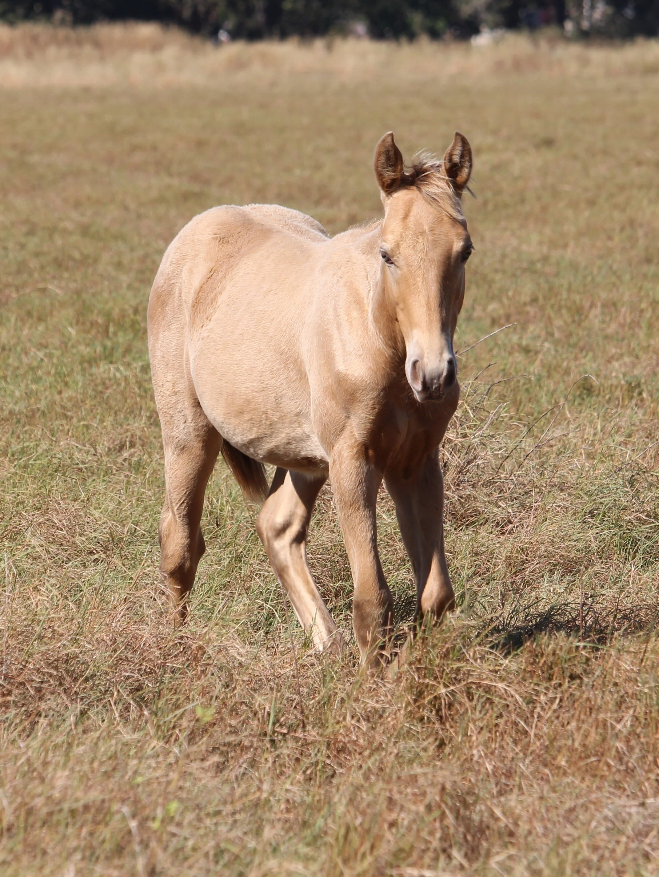 SOLD HC GOLDEN TOUCHDOWN — NT QUARTER HORSE & PAINT HORSE STUD