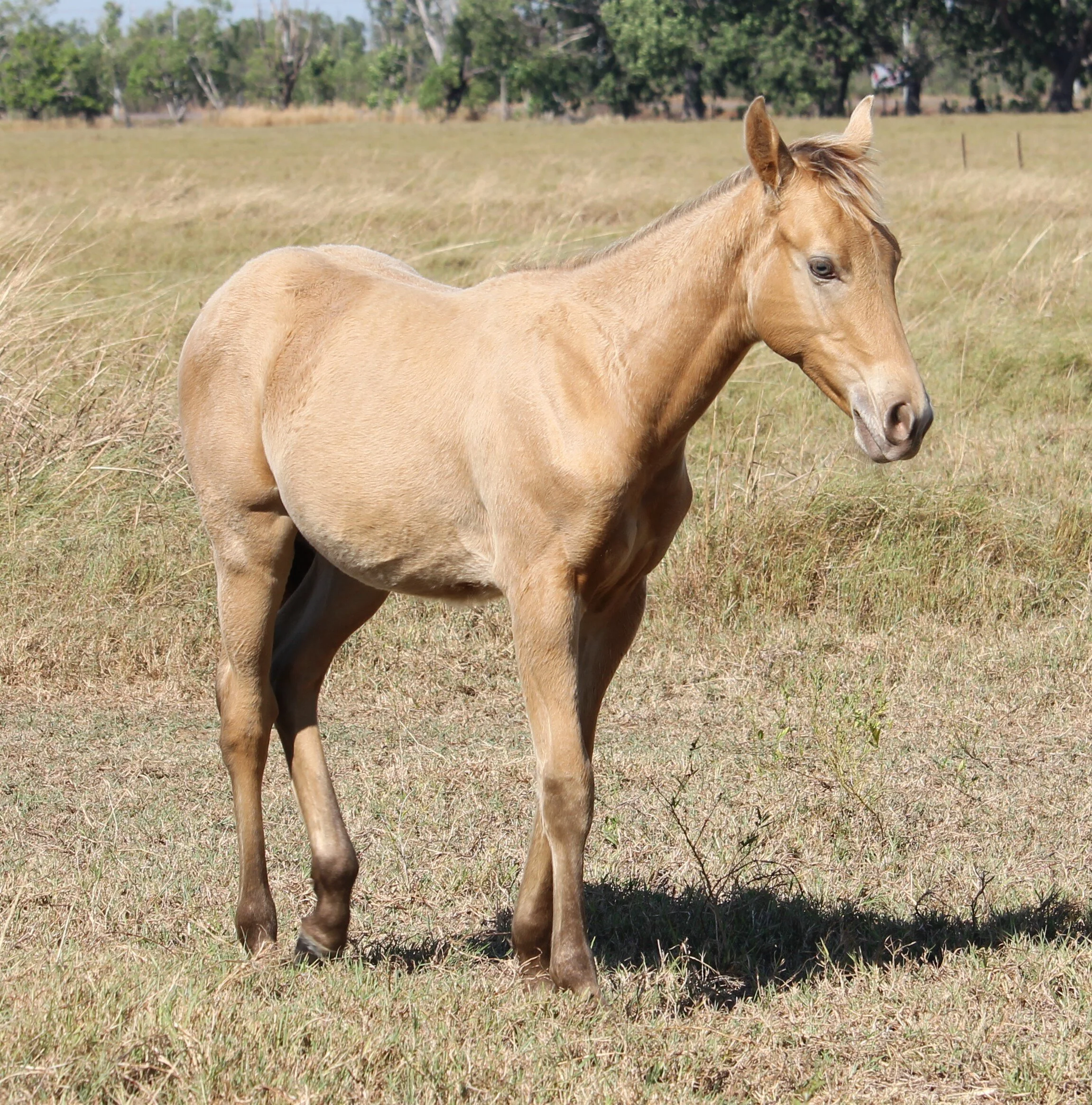 SOLD HC GOLDEN TOUCHDOWN — NT QUARTER HORSE & PAINT HORSE STUD