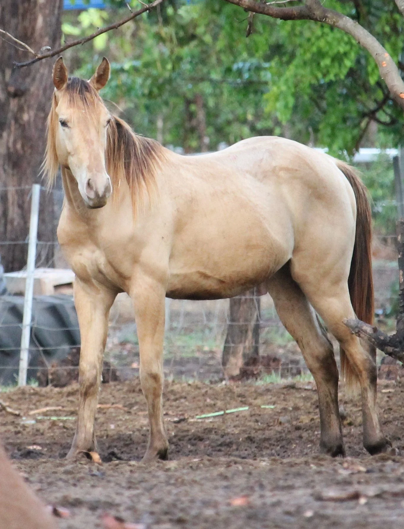 SOLD HC GOLDEN TOUCHDOWN — NT QUARTER HORSE & PAINT HORSE STUD