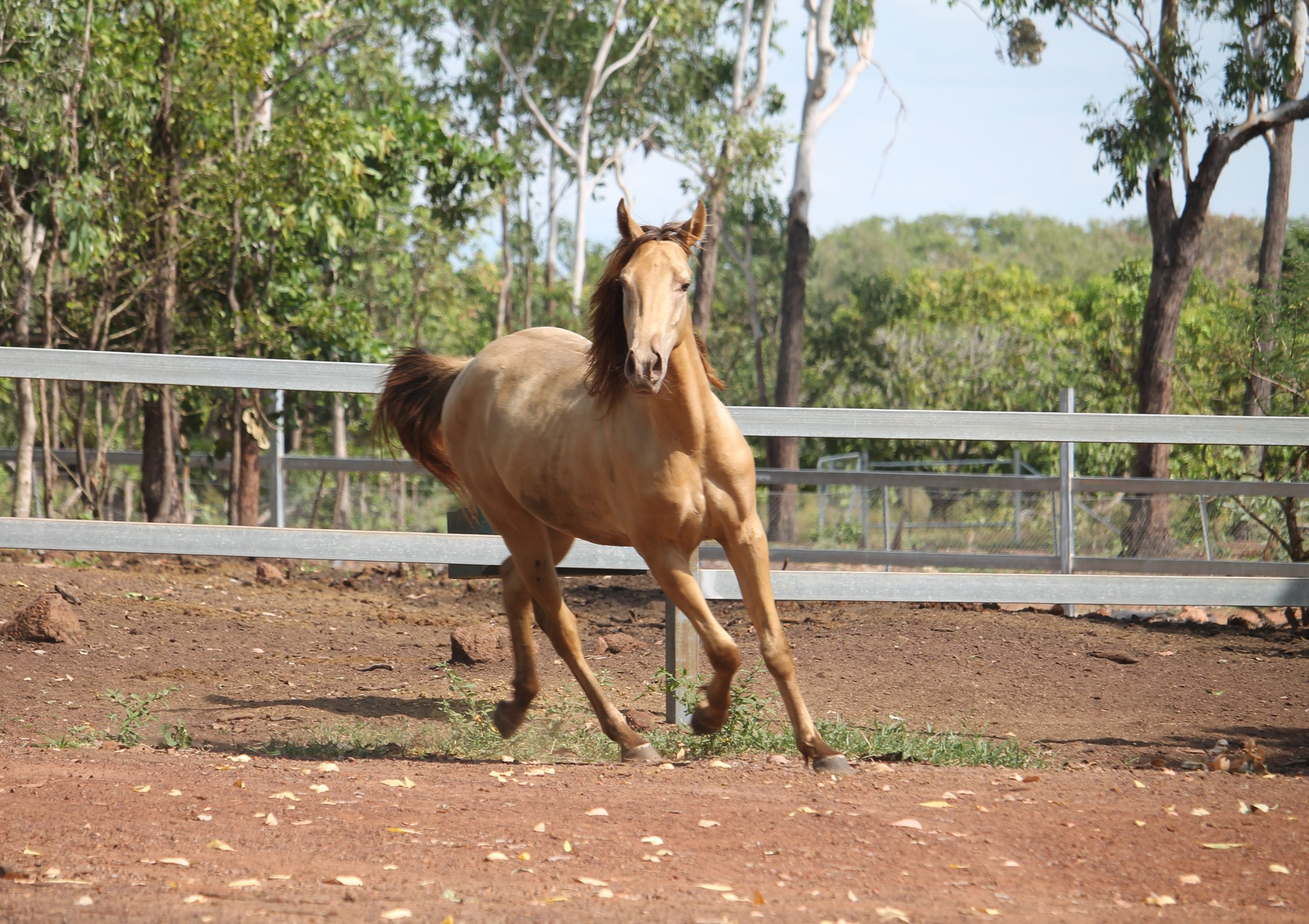 SOLD HC GOLDEN TOUCHDOWN — NT QUARTER HORSE & PAINT HORSE STUD