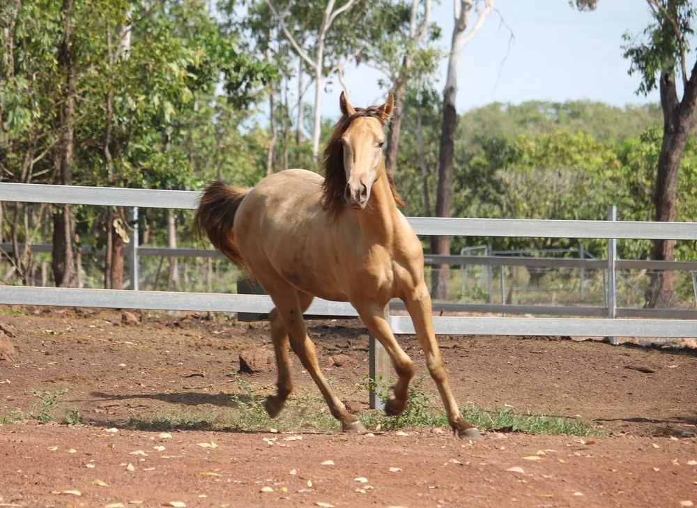 SOLD HC GOLDEN TOUCHDOWN — NT QUARTER HORSE & PAINT HORSE STUD