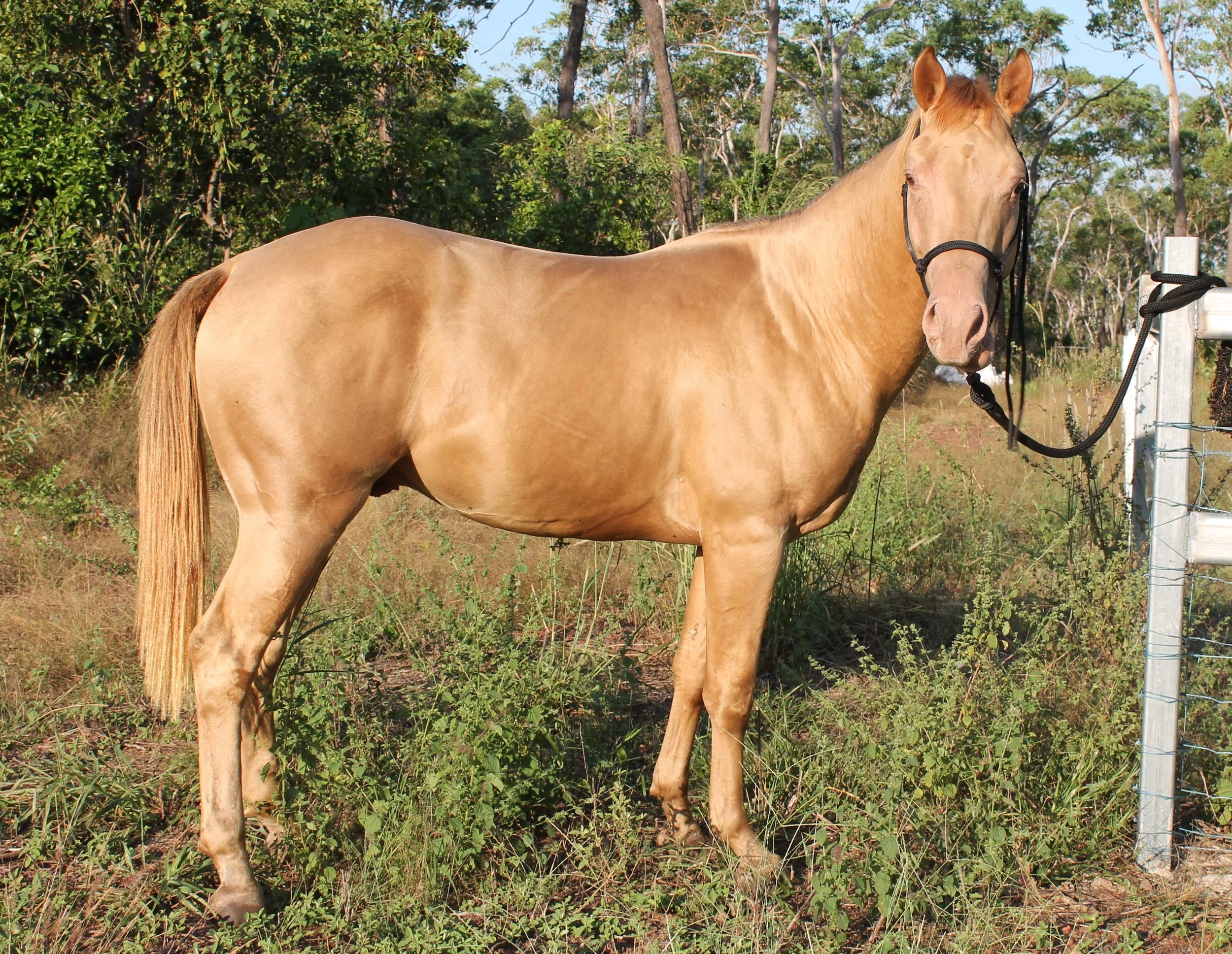 OAK COUNTY — NT QUARTER HORSE & PAINT HORSE STUD