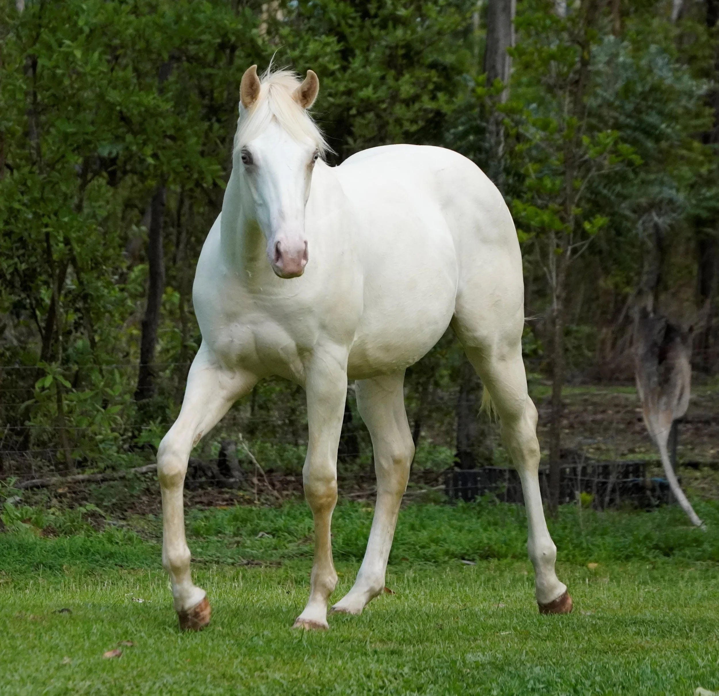 YS SENSATIONAL OAK — NT QUARTER HORSE & PAINT HORSE STUD