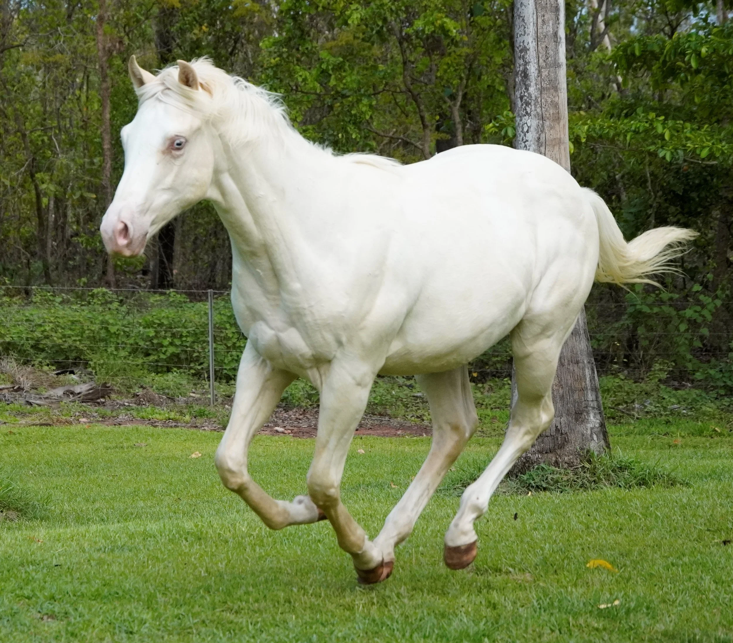 YS SENSATIONAL OAK — NT QUARTER HORSE & PAINT HORSE STUD