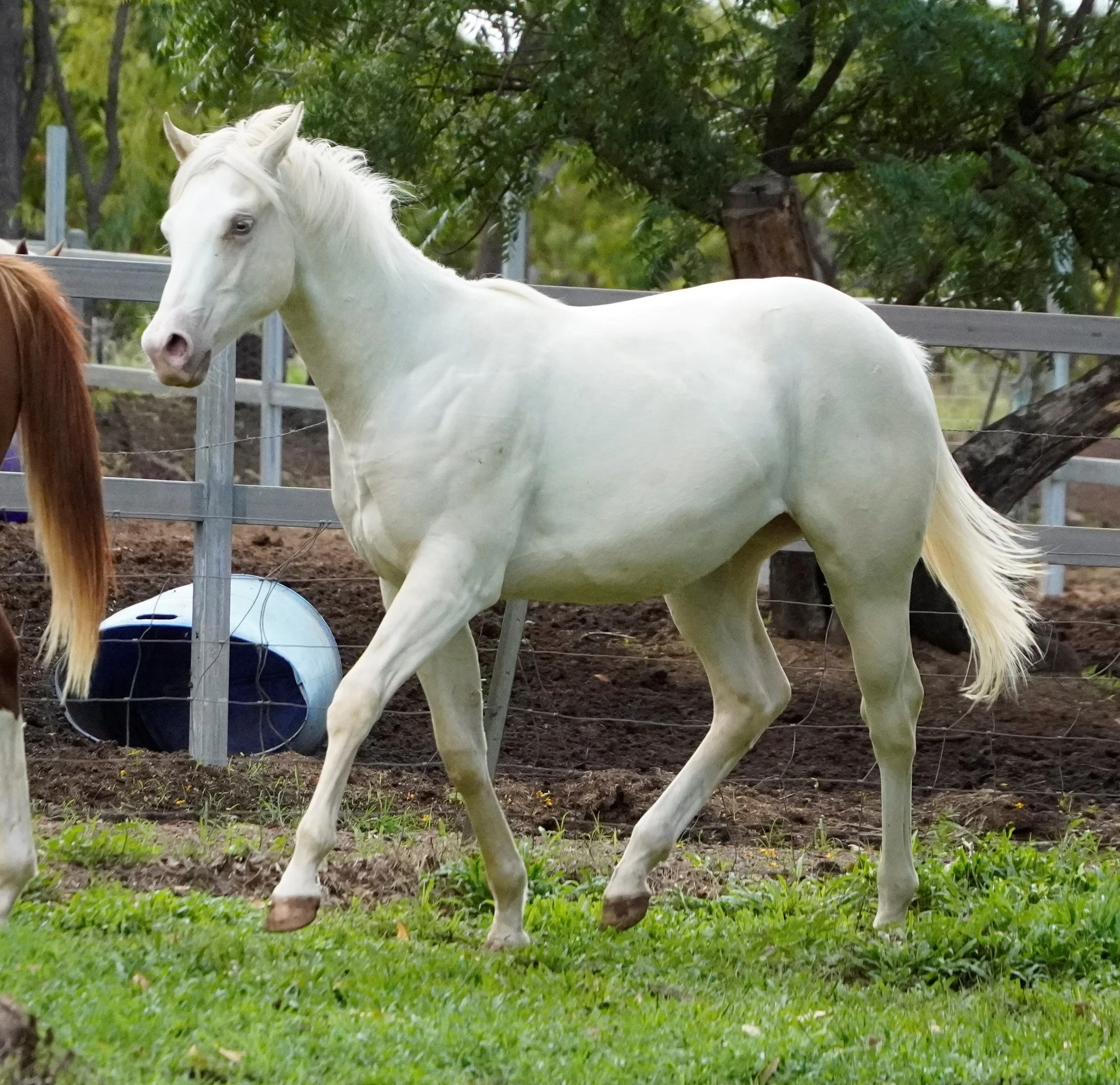 YS SENSATIONAL OAK — NT QUARTER HORSE & PAINT HORSE STUD