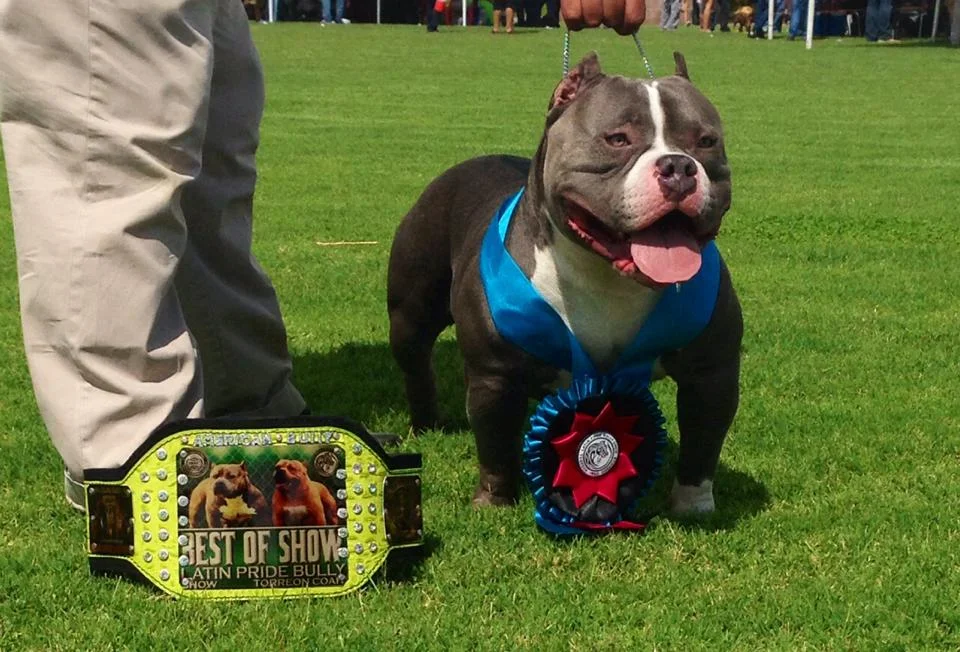Champions — International Bully Kennel Club, INC.