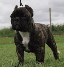 Breeds — International Bully Kennel Club, INC.