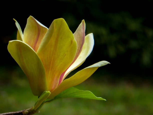 Shop - Aldgate Tree Farm — Aldgate Tree Farm