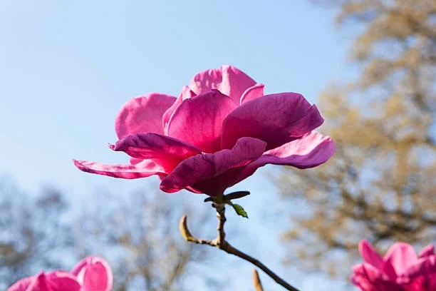 Shop - Aldgate Tree Farm — Aldgate Tree Farm