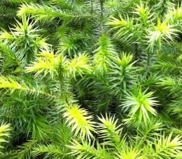 Shop - Aldgate Tree Farm — Aldgate Tree Farm