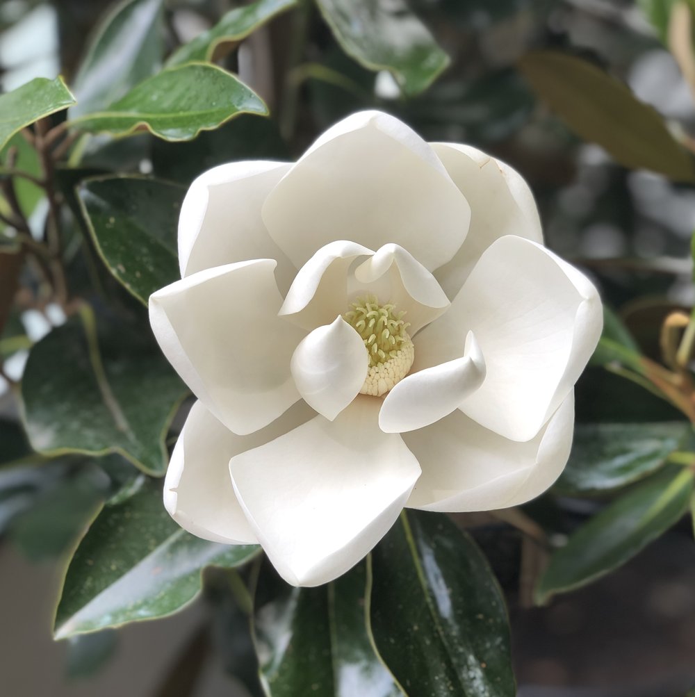 Dwarf Magnolia Tree Types