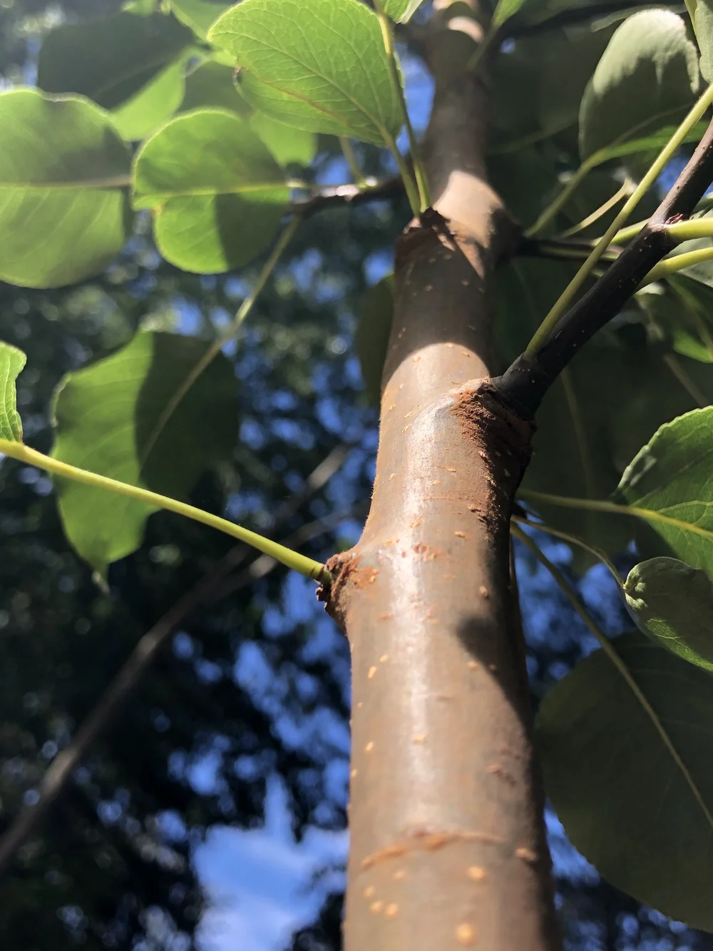 Capital Flowering Pear | Best Flower Site