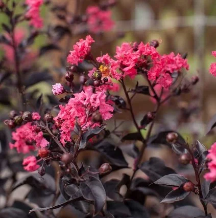 Crepe Myrtle Zuni - Lagerstroemia — Aldgate Tree Farm