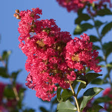 Crepe Myrtle Zuni - Lagerstroemia — Aldgate Tree Farm