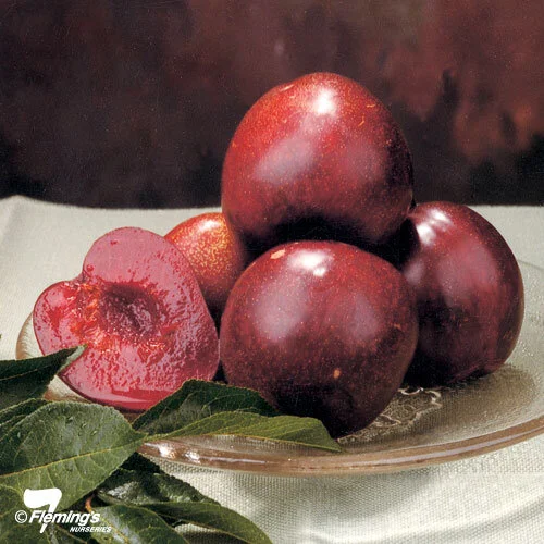 Shop - Aldgate Tree Farm — Aldgate Tree Farm